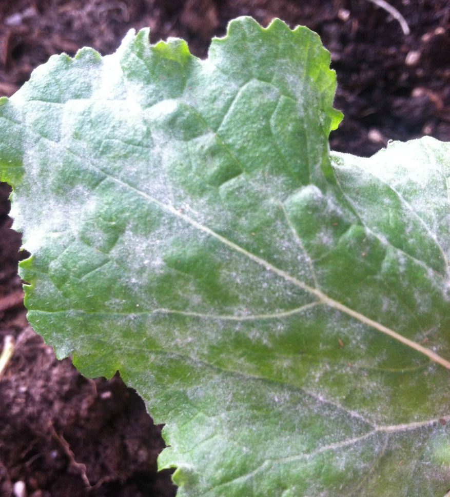 Breaking the Mold - Growing Spaces Greenhouses : Growing Spaces Greenhouses