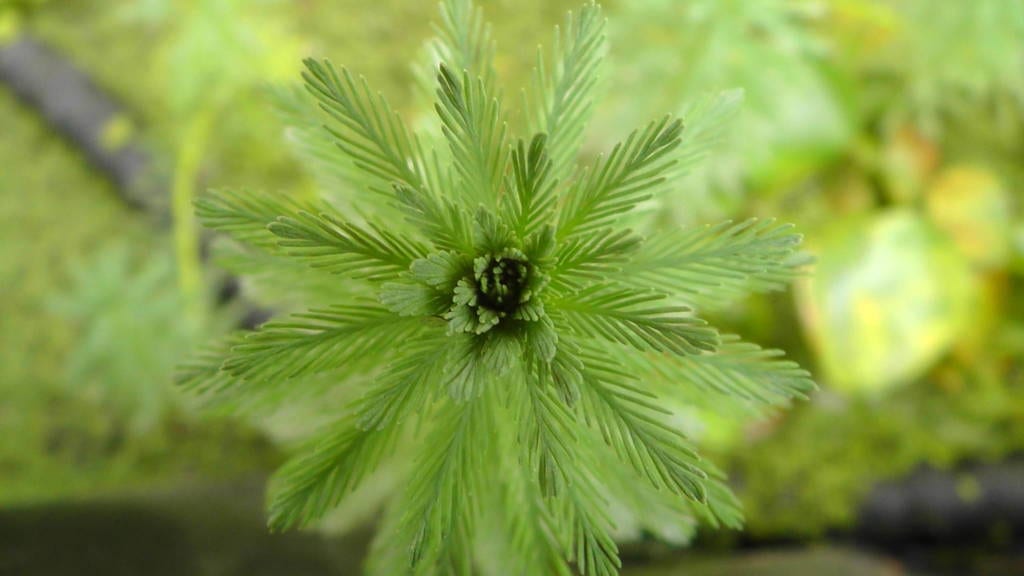 Floating Plants Create a Thriving Eco-System in your Water Tank