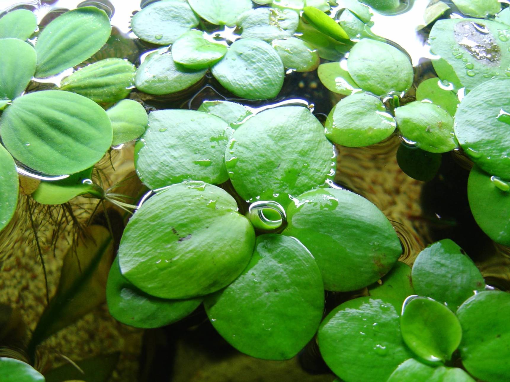 Floating Plants Create a Thriving Eco-System in your Water Tank