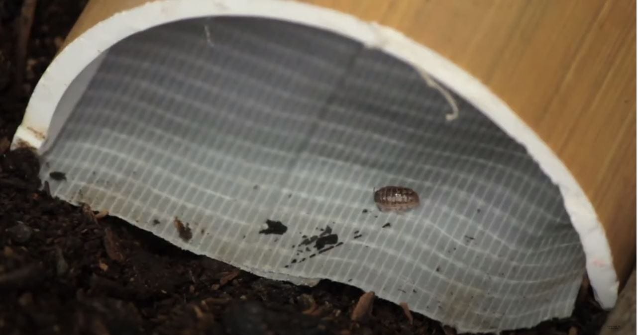 How to Get Rid of Pill Bugs