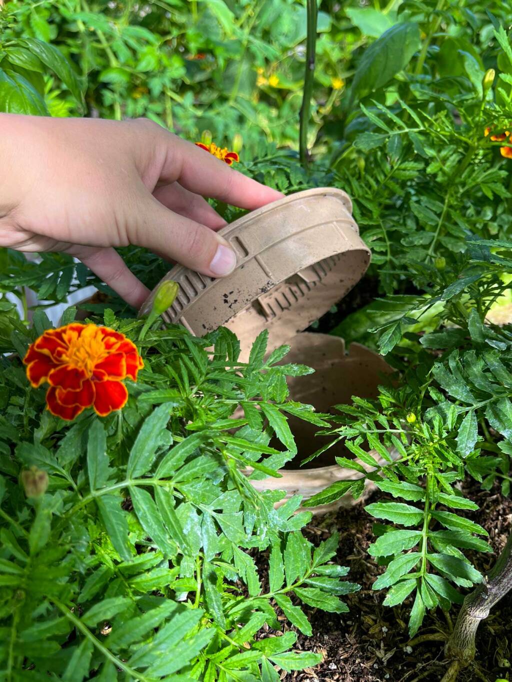 Vermiculture, Vermicomposting, and How to Do It - : Growing Spaces ...