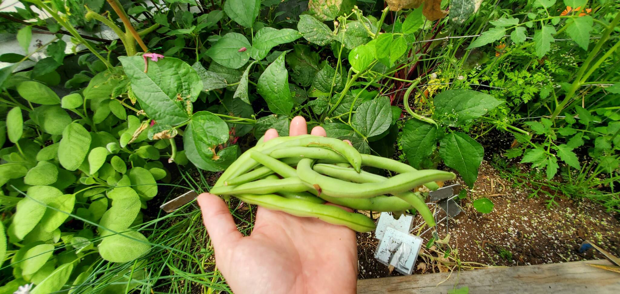 Growing Beans - Planting, Care, and Harvesting