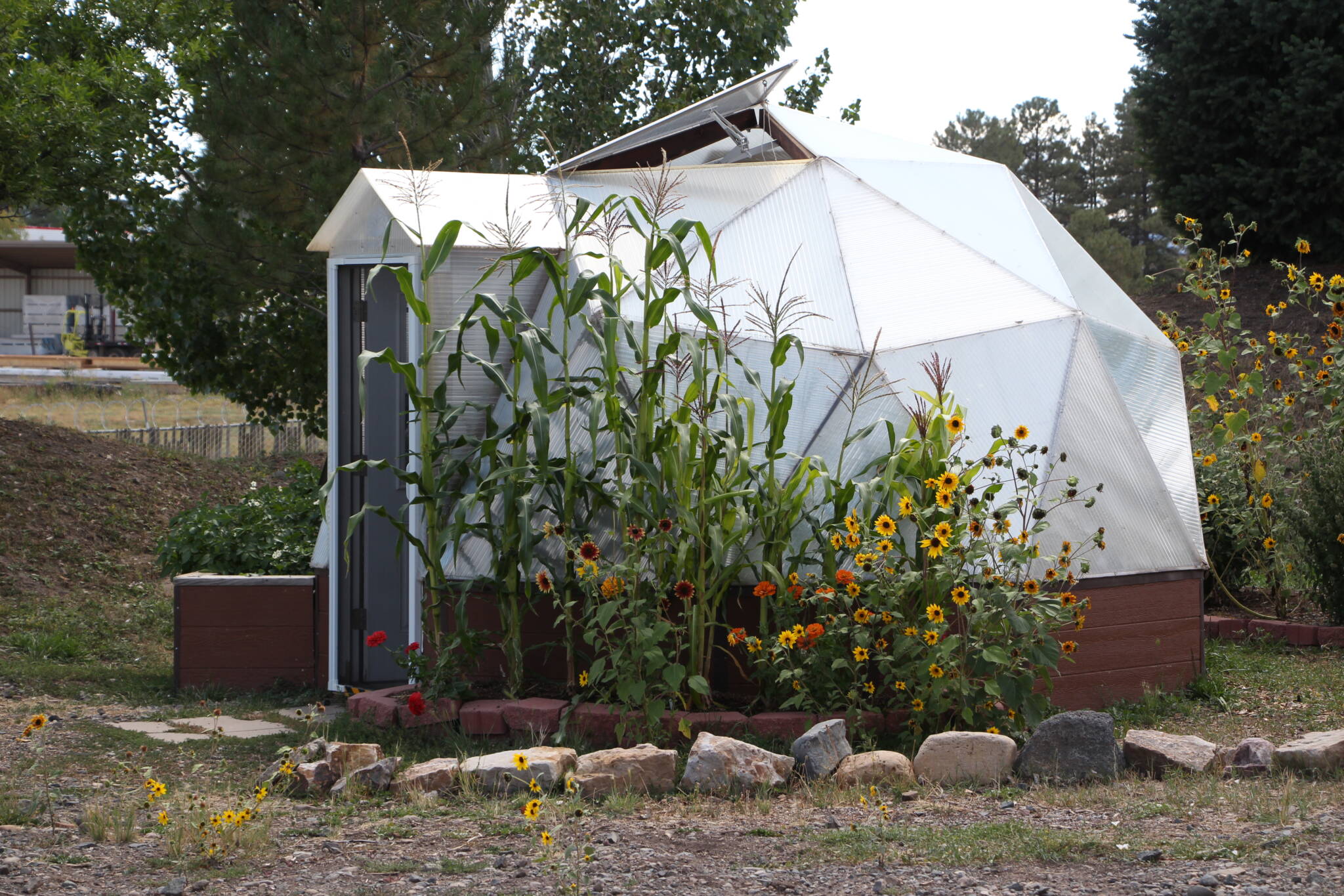 The Ultimate Guide to Growing Corn in a Greenhouse - Growing Spaces ...