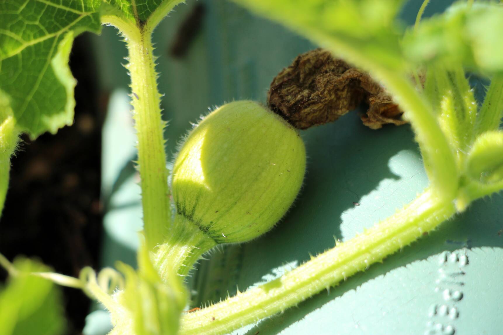 Growing Pumpkins Is as Easy as Pie with this Guide : Growing Spaces ...