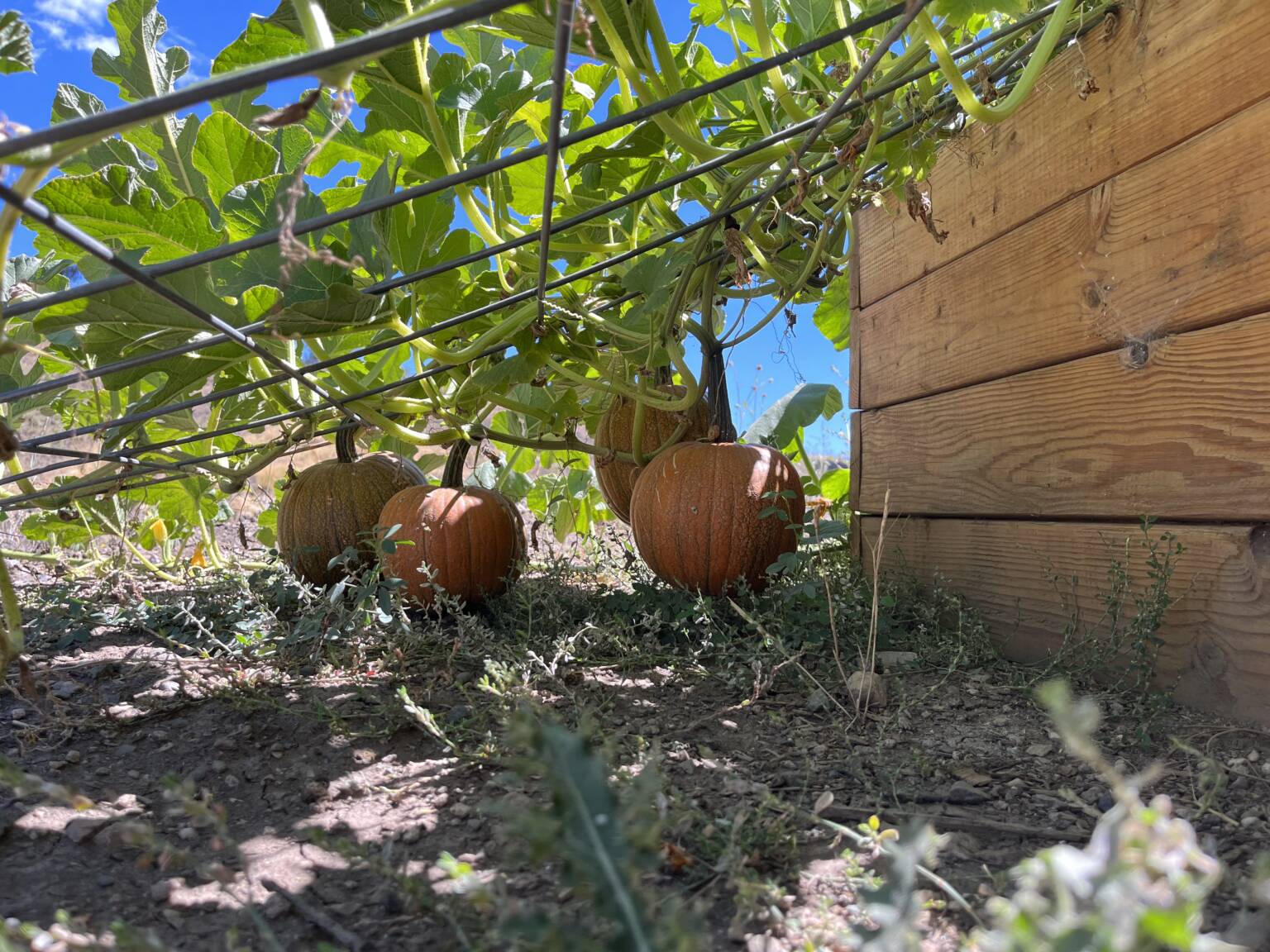 Growing Pumpkins Is as Easy as Pie with this Guide