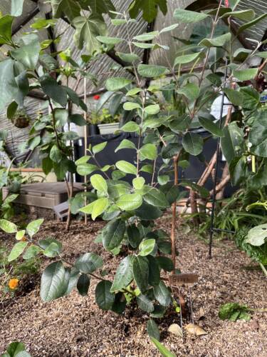 Guide to Growing Guava Trees in a Greenhouse Year-Round