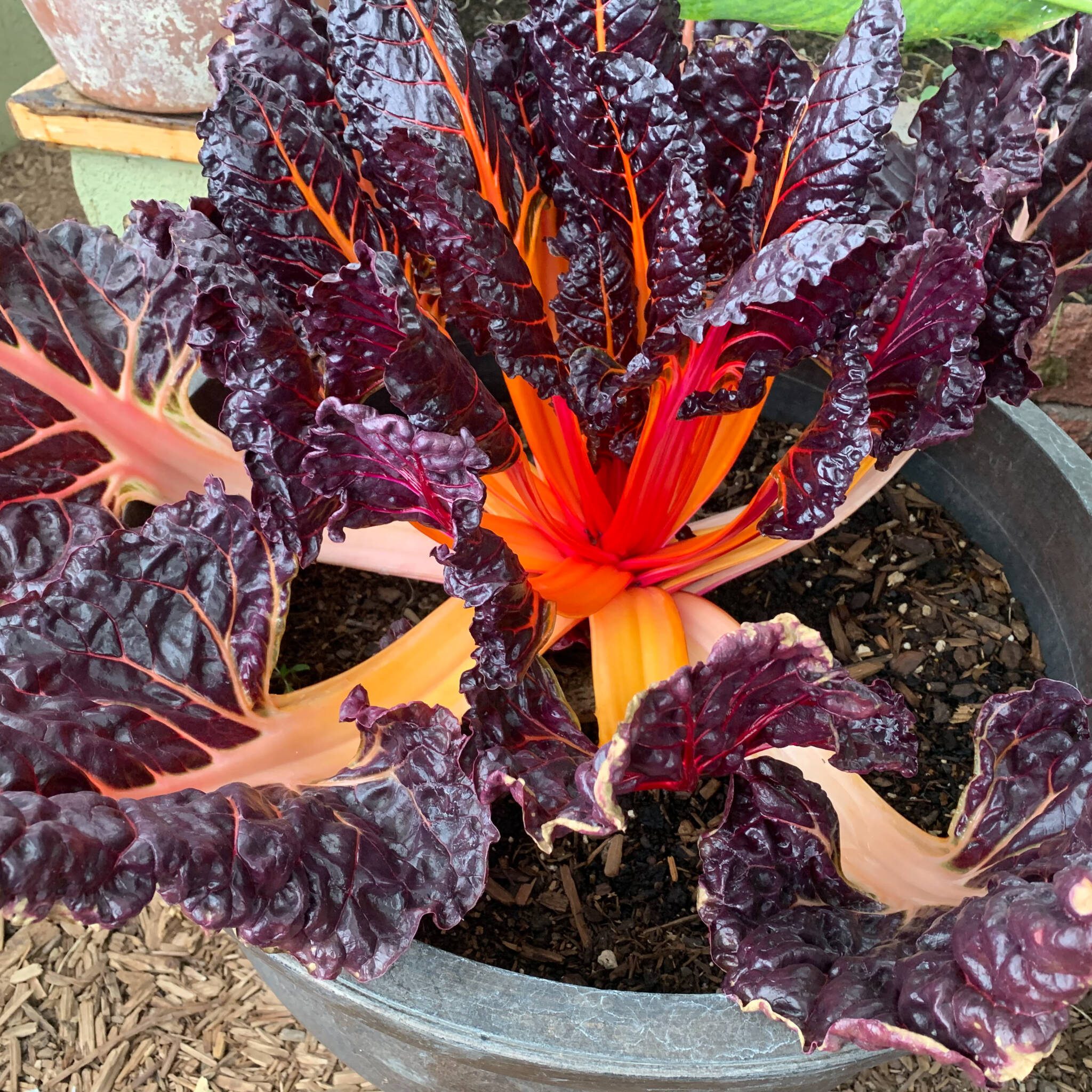 Ultimate Guide to Growing Chard In a Greenhouse - Growing Spaces ...