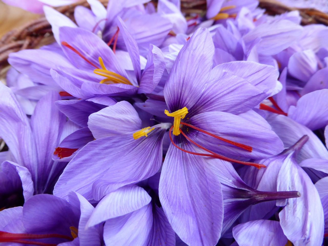 Growing Saffron – The World’s Most Valuable Spice - Growing Spaces ...