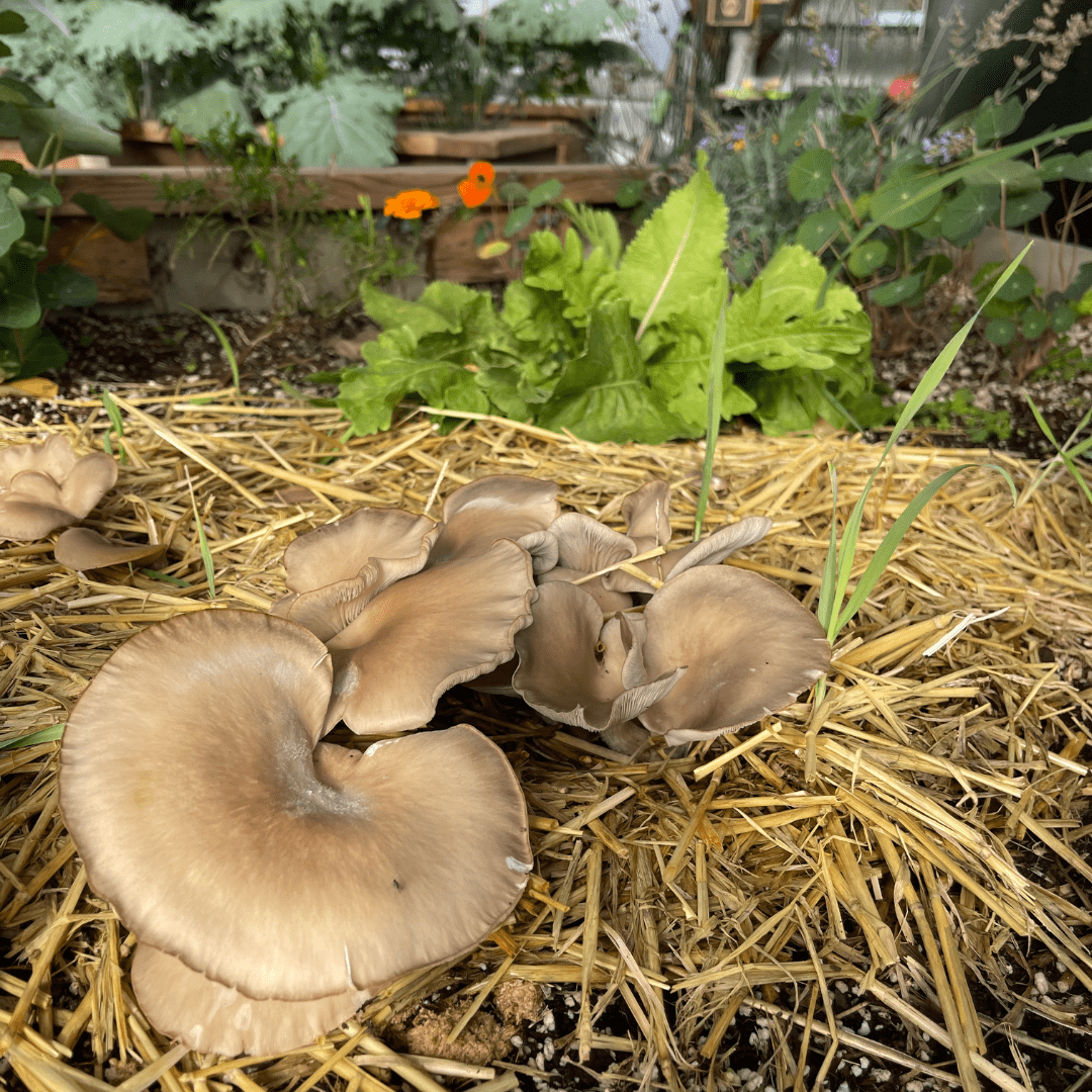 Natural Greenhouse Soil Rejuvenation with Mushrooms for Healthier Crops ...